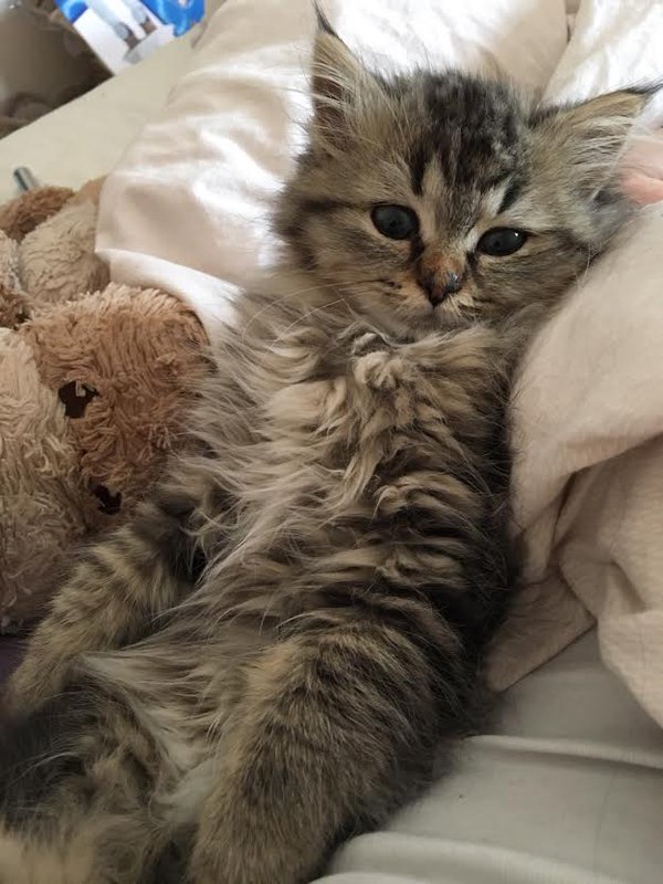 Talia’s CAT-TASTIC Sabbatical - Macmillan Library